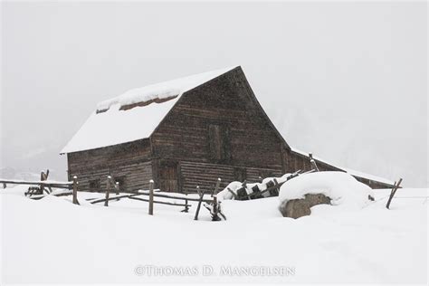 Sable Pass By Thomas D Mangelsen