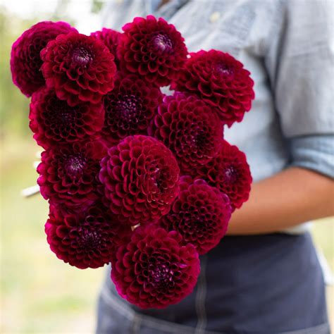 Dahlia Jason Matthew Floret Library