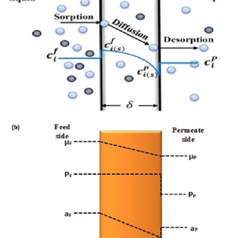 A Schema Of Mass Transfer In The Solution Diffusion Model 16 And Download Scientific