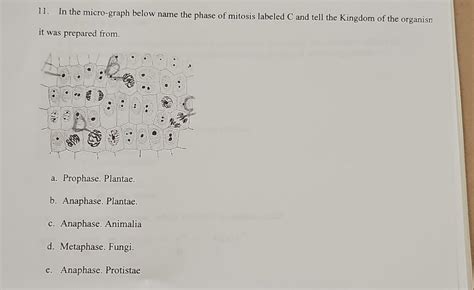 Solved 11 In The Micro Graph Below Name The Phase Of