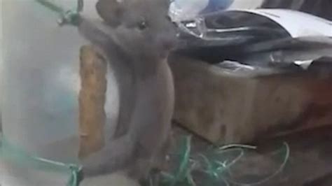 Watch Shopkeeper Tortured A Mouse For Stealing Metro Video