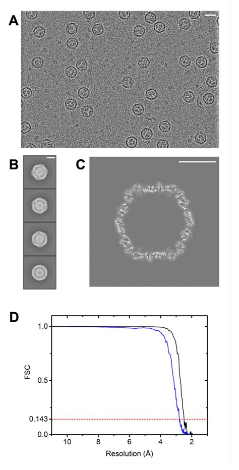 Figure Supplement 1 Representative Cryo EM Micrograph And Additional Download Scientific