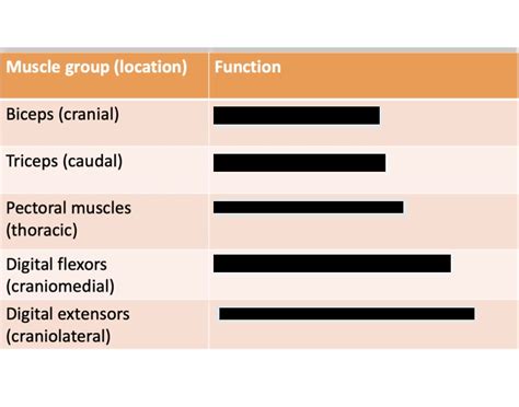 Muscle Groups Flexors And Extensors Quiz