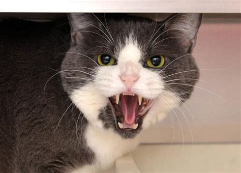 Why Does My Cat Yowl After Eating 5 Vet Verified Reasons For This