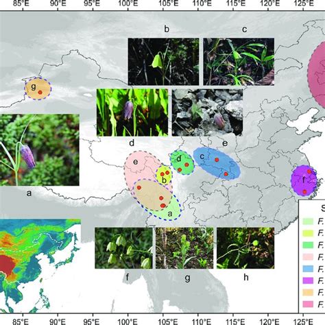 Distribution Of The Five Original Species Of Fritillariae Cirrhosae