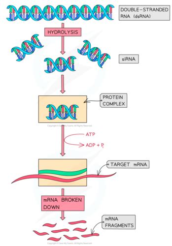 Topic 20 Gene Expression Flashcards Quizlet