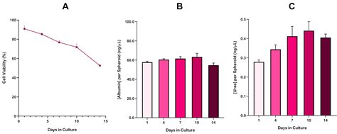 Video Advanced D Liver Models For In Vitro Genotoxicity Testing Following Long Term