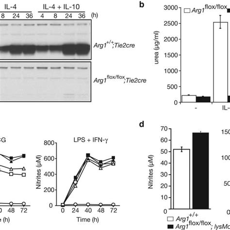 Macrophage Arg1 Is A Susceptibility Factor In Experimental