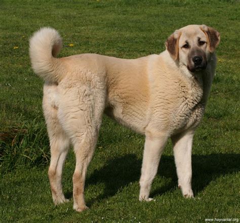 Anatolian Shepherd Breed Guide Learn About The Anatolian Shepherd