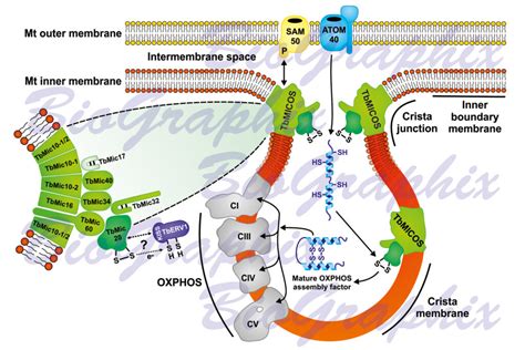 Micos Complex In Trypanosoma Biographix