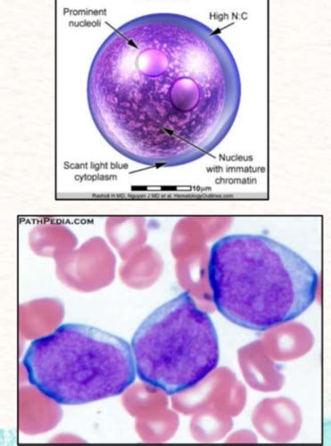 Wbc Maturation Stages Flashcards Quizlet