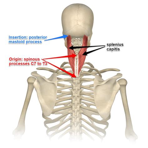 The Splenius Cervicis And Capitis Neurokinetic Therapy
