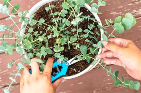 Seeded Eucalyptus Plant Grow And Care Tips For Success