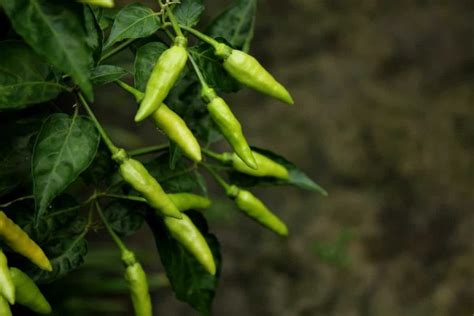 Green Chilli Classification At Joyce Hartmann Blog