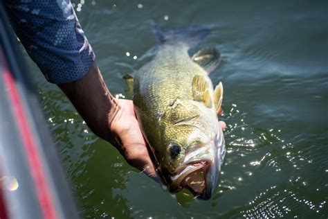 Pre Spawn Bass Fishing Best Pre Spawn Bass Lures