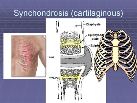 Chapter 7 8 Bones Joints Long Bone Structures