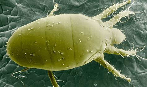 Broad Mite Usu