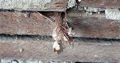 What Do We Often Get Asked About Anthrax Summit Environmental