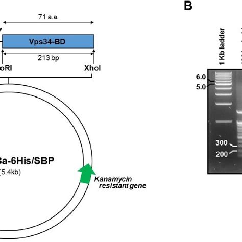 Construction Of The Bacterial Vps34 Bd Overexpression System A A