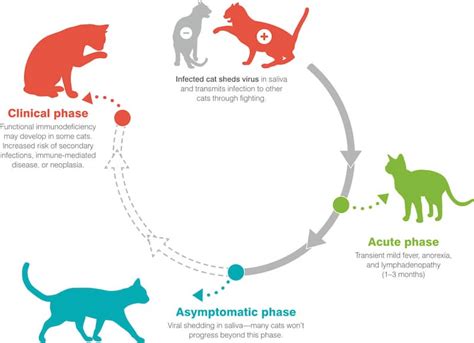 Do Kittens Have Fiv At Mary Greenwell Blog
