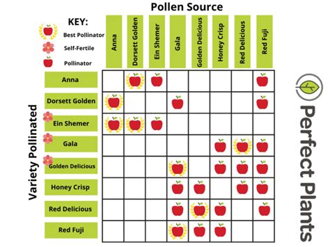 Pollination In Fruit Trees Perfect Plants Nursery