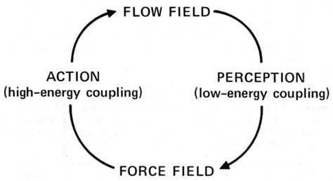 Le Cycle Perception Action Figure Originale De Kugler And Turvey 1987