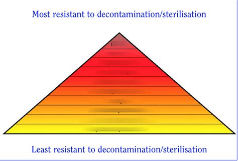 Chapter 7 Control Of Microbial Growth Diagram Quizlet