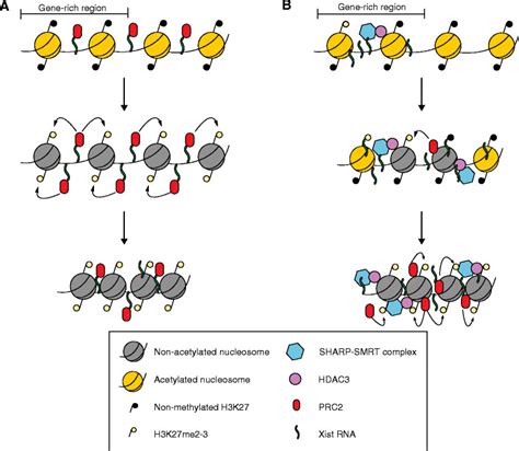 Direct And Indirect Models Of Recruitment Of Prc2 By Xist Rna A In The Download Scientific