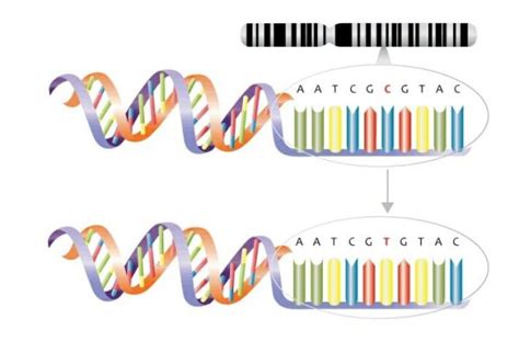 Mutation And Its Types Science Vision