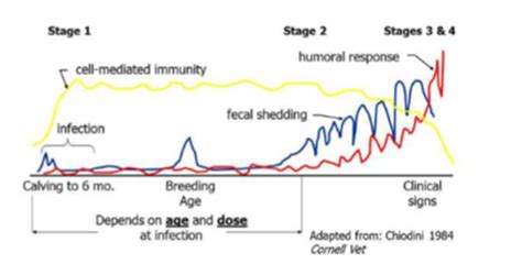 Johnes Disease Flashcards Quizlet