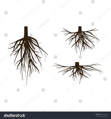 Vector Collection Tree Roots Underground Plants Stock Vector Royalty Free