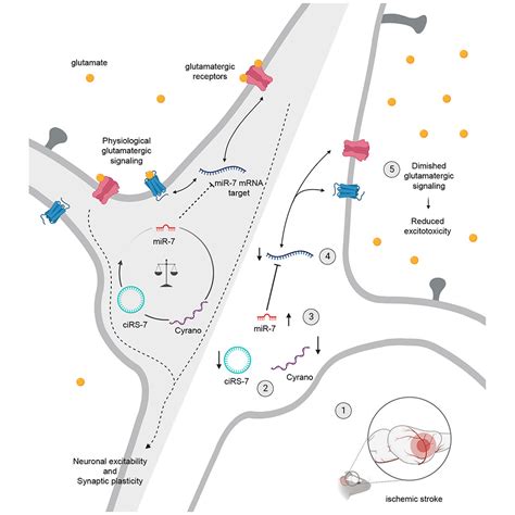 Cirs 7 And Mir 7 Regulate Ischemia Induced Neuronal Death Via Glutamatergic Signaling Cell Reports