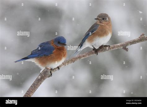 Male And Female Bluebirds