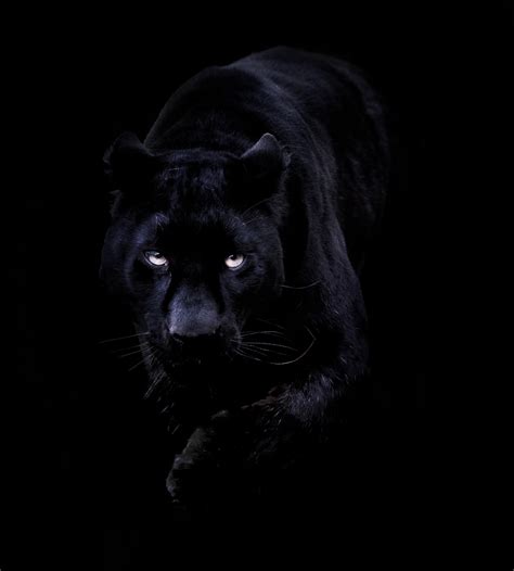 Panther 4k Wallpapers Top Free Panther 4k Backgrounds Wallpaperaccess