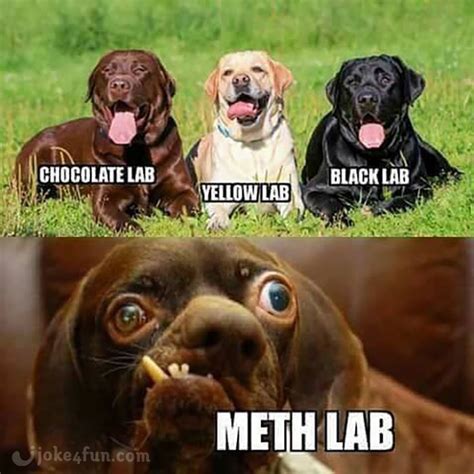 Labrador Fetch Meme