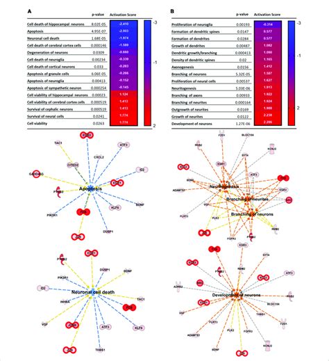 Top Cellular Pathways Activated By Sd A Neural Death And Survival Download Scientific