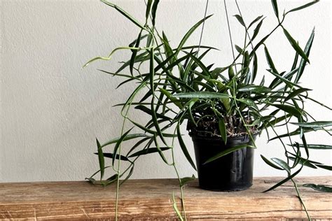 반달플라워마켓 디시디아 필리핀 행잉식물 위시버킷