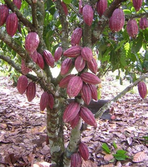 Jual Bibit Kakao Tsh 858 Bibit Coklat Tsh 858 Okulasi Id