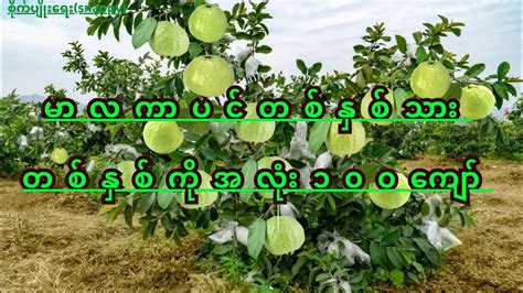 မာလကာစီးပွားဖြစ်စိုက်လို့ရပါတယ် တစ်ပင်အလုံးရာကျော်သီးပါတယ် Youtube