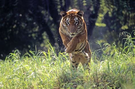 What Are Three Interesting Facts About Bengal Tigers