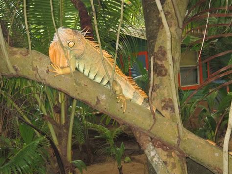 Casa Iguana Eco Lodge Little Corn Island