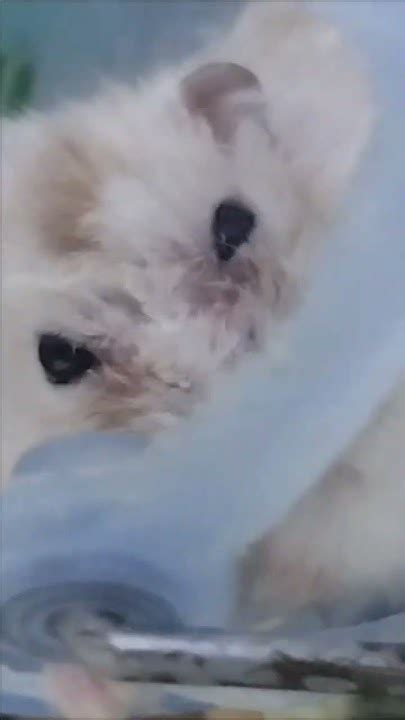 Хомяк джунгарик толстый Youtube