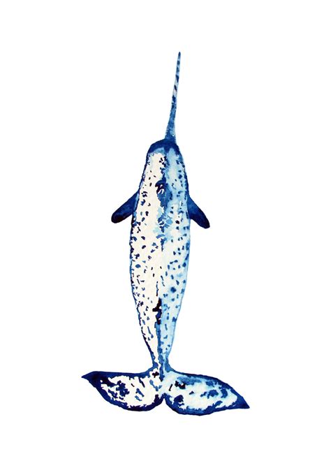 100 Narwhal Pictures
