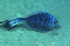 Grammicolepis Brachiusculus