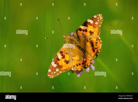 Vanessa Cardui Most Widespread Of All Butterfly Species Butterfly