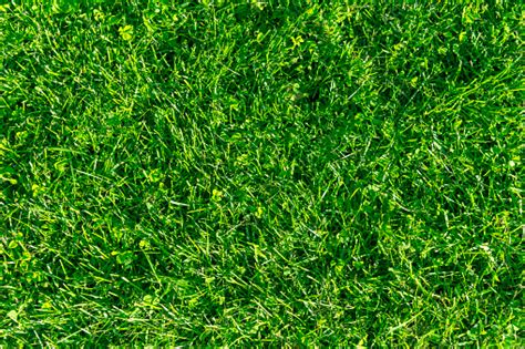 신선한 잔디 잔디 잔디 골프 코스 녹색 잔디 패턴 질감 녹색 잔디 텍스처 배경입니다 정원에서 잔디의 최고 전망 잔디 배경 텍스처