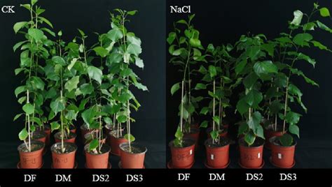 Effects Of Nacl Stress On Plant Phenotype Of Poplar Seedlings