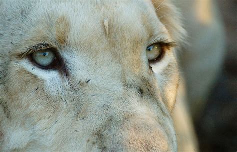 Download White Lion Eyes Wallpaper