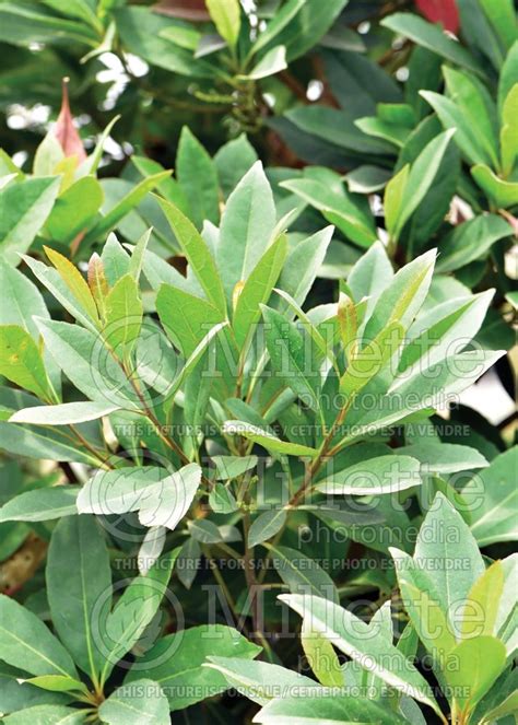 Elaeocarpus Decipiens