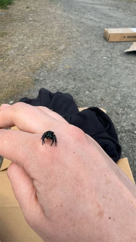 Biggest Jumper Ive Found In The Wild Rspiderbro